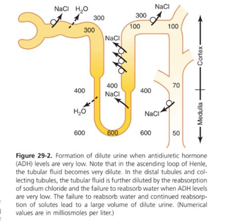 Phys Urine Concentration And Dilution Regulation Of Extracellular