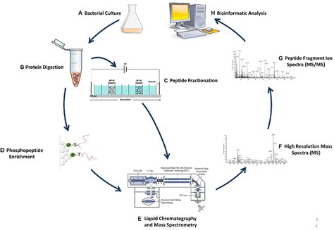 Frontiers Mass Spectrometry Based Bacterial Proteomics Focus On