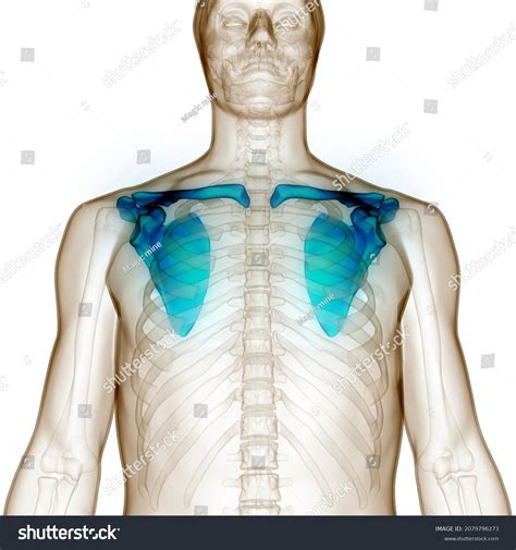 Human Skeleton System Pectoral Shoulder Girdle Stock Illustration