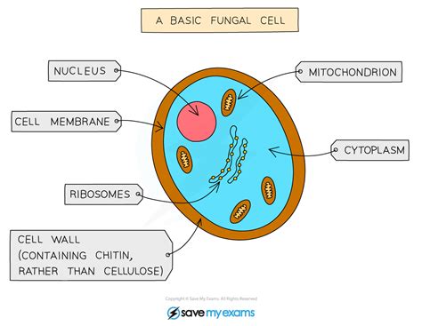 Edexcel IGCSE Biology Double Science 复习笔记 5 1 3 Yeast in Food Production