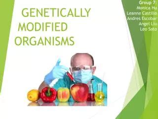 PPT Genetically Modified Organisms GMO PowerPoint Presentation