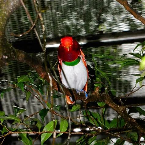 Admire The Dazzling Beauty And Beautiful Tumbling Dance Of The Bird Of