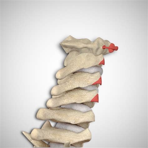 Levator Scapulae Attachments And Actions 3D Muscle Lab