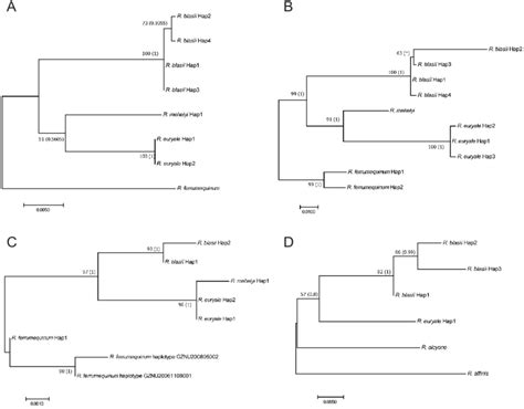 consensus trees of the maximum likelihood and bayesian inference download scientific diagram
