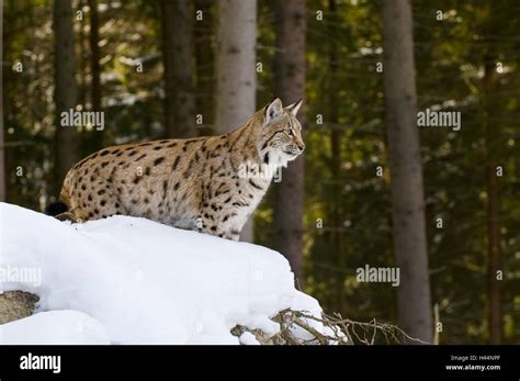Le lynx Lynx lynx neige position tiède side view Big cat predator