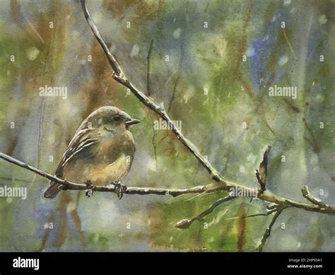 Bird Sitting On Branch Fine Art Watercolor Painting Wildlife Painting
