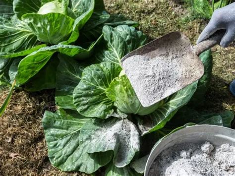 Mejora La Vida De Tus Plantas Con Ayuda De Las Cenizas De Madera