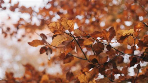 Equinoccio de Otoño 2023 en México Cuándo Empieza y A Qué Hora N