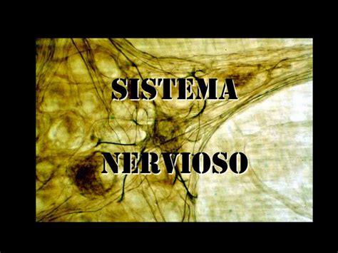 Sistema Nervioso Gmvale Udocz