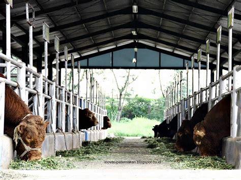 Desain Kandang Sapi Potong Modern Images