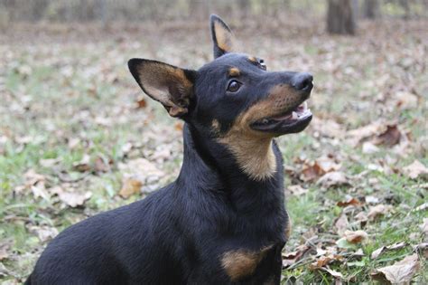 Hay Una Nueva Raza Del American Kennel Club Un Perrito Con Una Gran