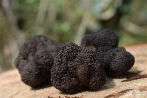 Comment Trouver Des Truffes Dans Son Jardin Promesse De Fleurs