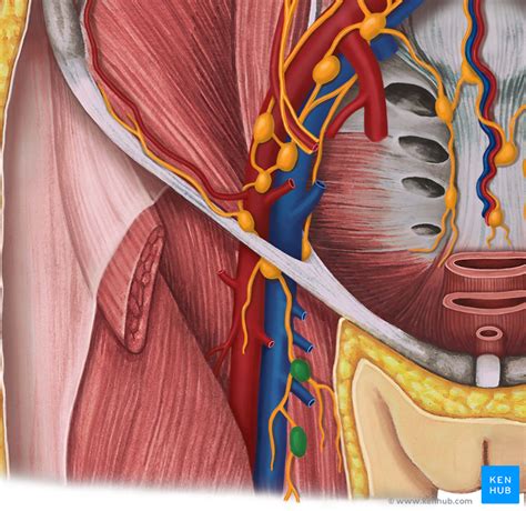 Popliteal Lymph Nodes Anatomy Kenhub Images And Photos Finder