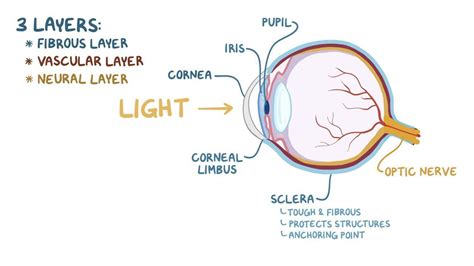 Burger tisztátlan árverés coats of eyeball anatomy idővel Szandál Kiáll