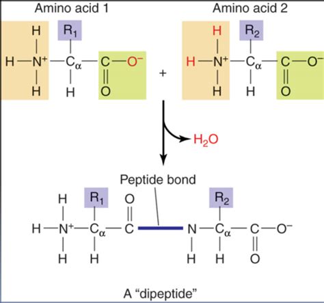 Amino Acids Protein Structure Flashcards Quizlet