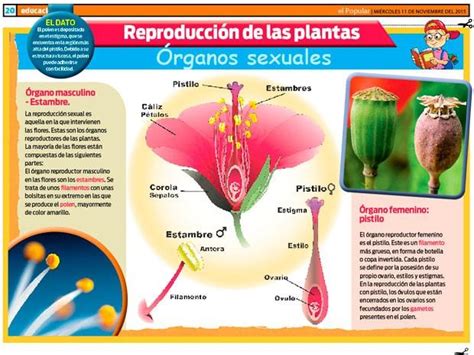 La Reproducci N De Las Plantas Con Flores Resumen Para Ni Os