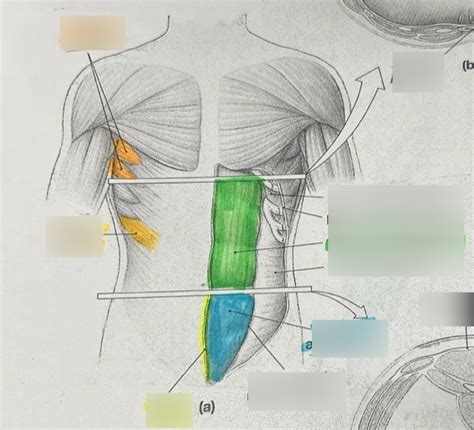 Waru Honors Anatomy Oblique And Rectus Muscles Diagram Quizlet