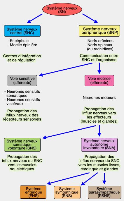 luimême risque bonne chance organisation du systeme nerveux pin Médical