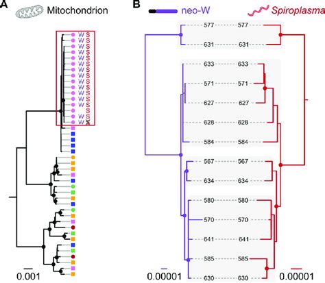 matrilineal inheritance causes coupling between neo w and spiroplasma download scientific