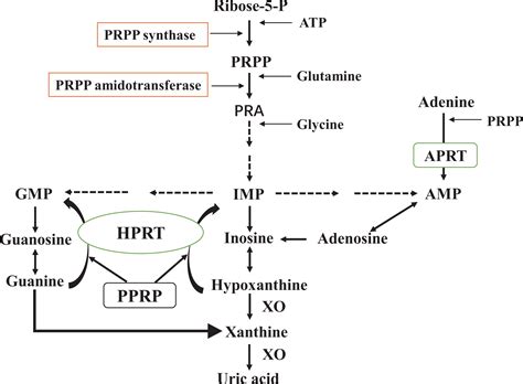 The Biomarkers Discovery Of Hyperuricemia And Gout Proteomics And