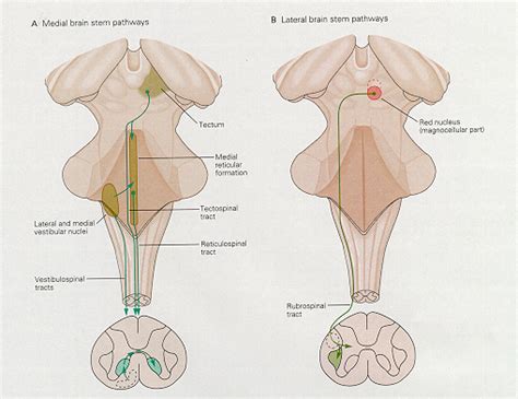 Descending Motor Systems Overview KINES 200 Introductory Neuroscience