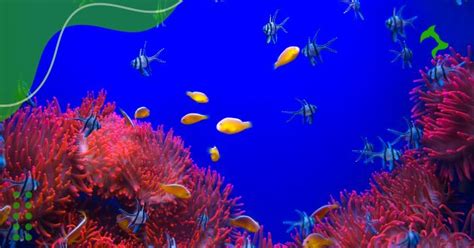 Como Montar um Aquário Marinho Veja Dicas Especiais
