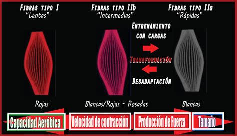 Tipos De Fibras Musculares Cambio Y Funciones Realidad Fitness