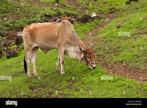 Indian Cow Eating Grass In The Field Stock Photo Alamy
