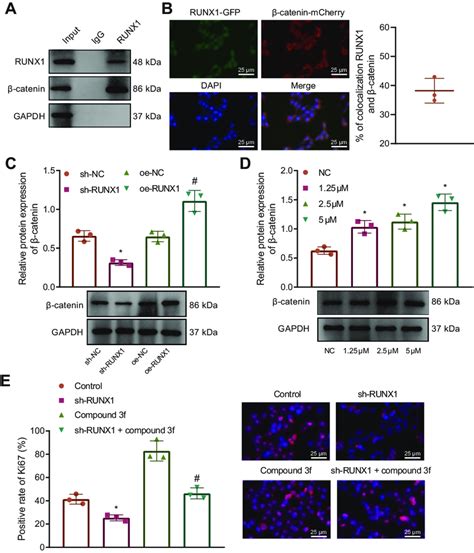 runx1 activates the wnt β catenin signaling pathway to promote the download scientific diagram