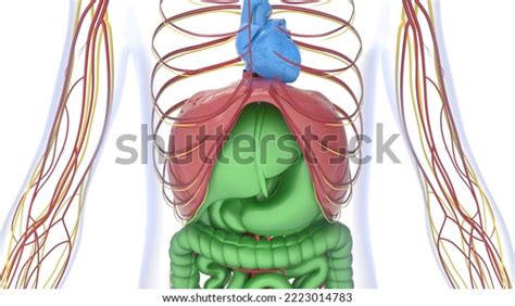 Human Body Parts Organs Anatomy Physiology Stock Illustration