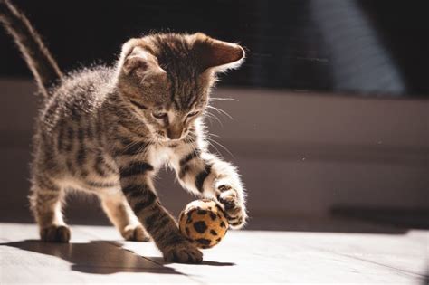 Alles über Katzen Wie viel kostet eine Katze