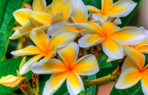 Plumeria How To Grow And Care For Tropical Plants With Ease