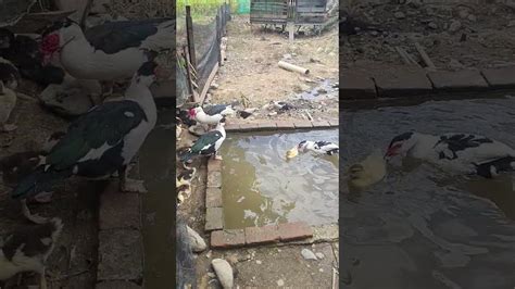 KALO ANDA TERNAK BEBEK WAJIB HARUS PUA KOLAM RENANG AGAR ENTOK MONTOK