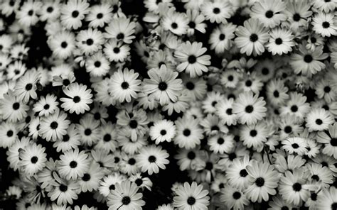 100 Aesthetic Black And White Laptop Wallpapers Wallpapers