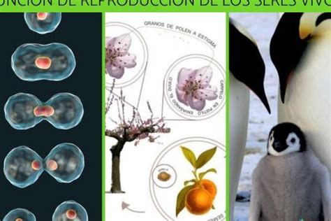 La Función De Reproducción En Qué Consiste Y Por Qué Es Importante