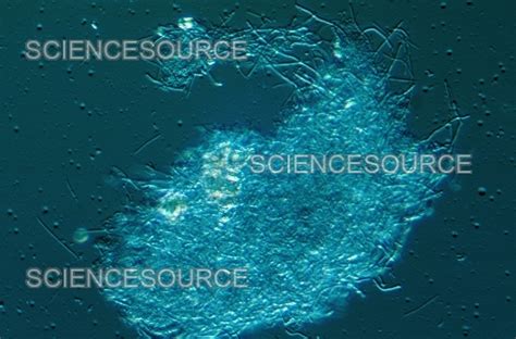 Photograph Lactobacillus Sp Bacteria LM Science Source Images