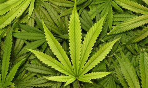 Día Mundial De La Marihuana Origen Significado Y Por Qué Se Celebra