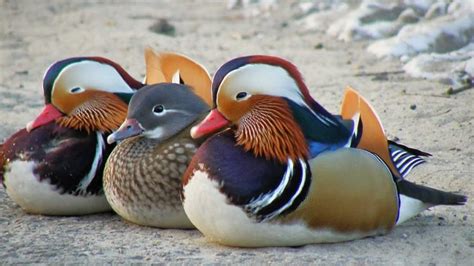 Conocé a los animales más exóticos raros y bonitos de la naturaleza