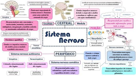 Mapa mental Sistema nervoso Escola Educação Sistema nervoso