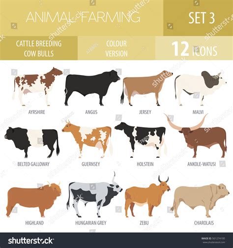 829 Charolais Cow Head Images Stock Photos Vectors Shutterstock