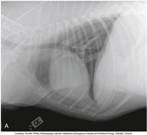 Lateral Thoracic Radiograph Diagram Quizlet