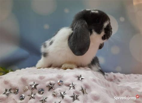Kr Lik Miniaturowy Mini Lop Hodowla Zarejestrowana Katowice
