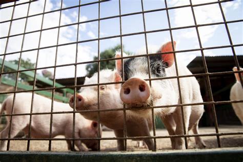 Animales en granja la importancia del trato ético y seguro