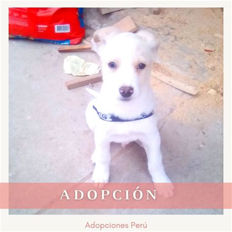 La compañía de una mascota puede ayudar a combatir la depresión Punto