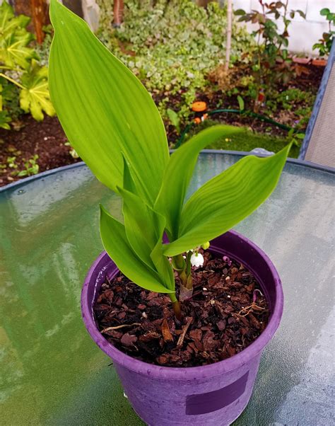 Biosfera Vegetal Lirio De Los Valles O Muguet Convallaria Majalis L