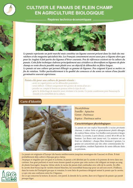 Cultiver Le Panais De Plein Champ En Agriculture Biologique ITAB