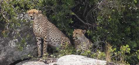 Northern Tanzania Safari Bespoke Holidays Hayes Jarvis