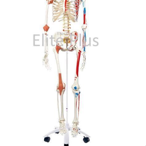 ZX S130 Human Skeleton Disarticulated With Intervertebral Discs