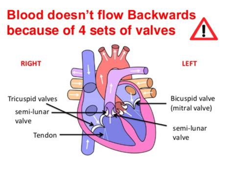 Ch 18 Cardio Flashcards Quizlet