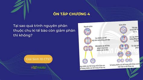 Tại sao quá trình nguyên phân thuộc chu kì tế bào còn giảm phân thì không